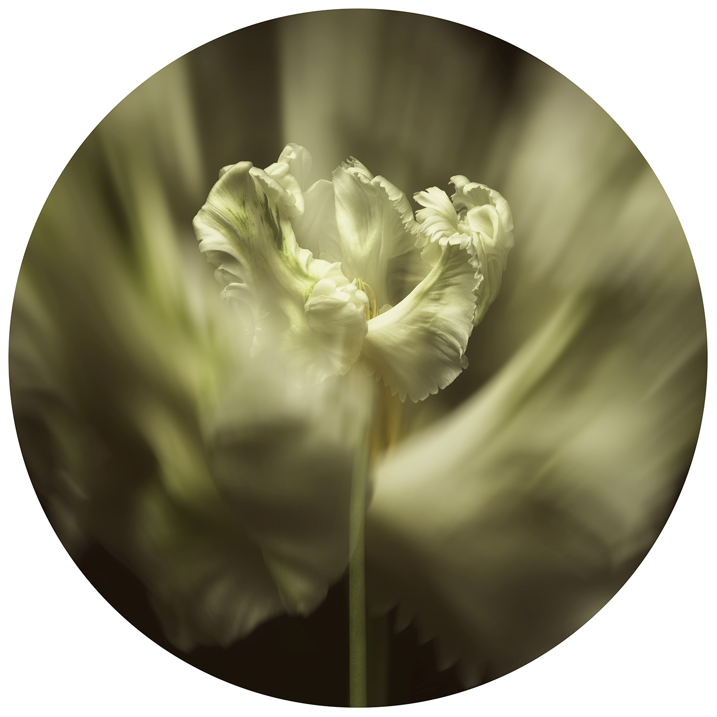 Artists Archive - Bay of Plenty Garden and Art Festival