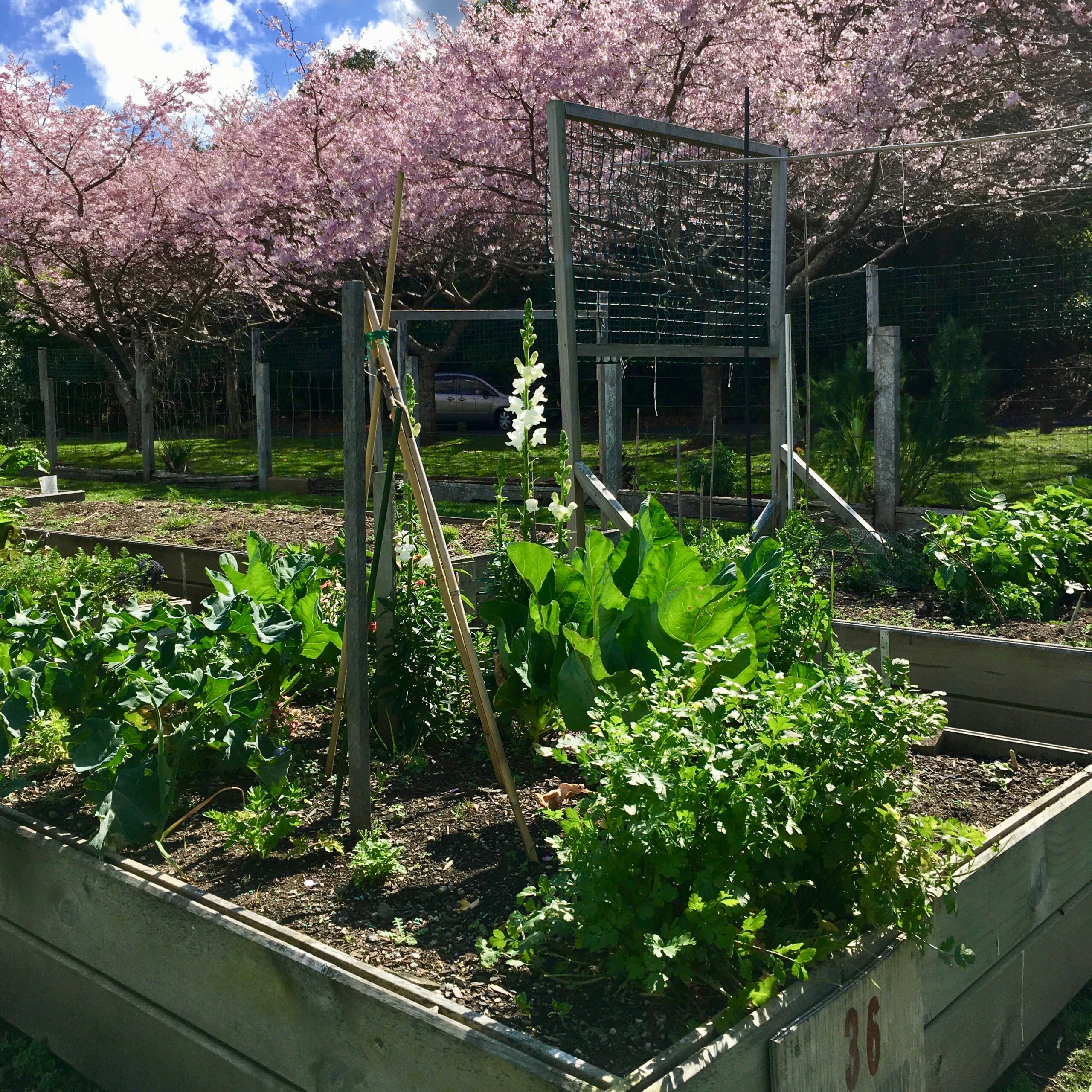 Community Garden - Bay of Plenty Garden and Art Festival